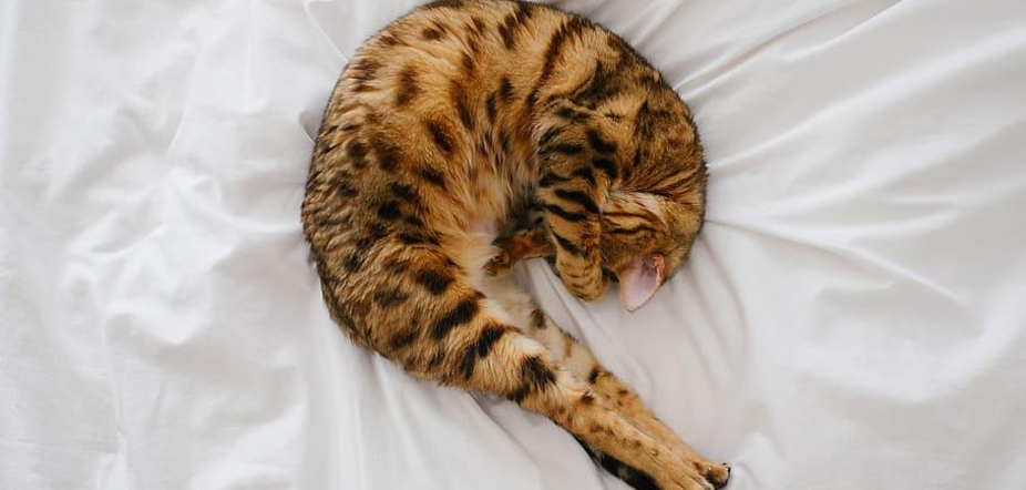 Tone Your Vagus Nerve And Release Your Inner Purr With Sensate